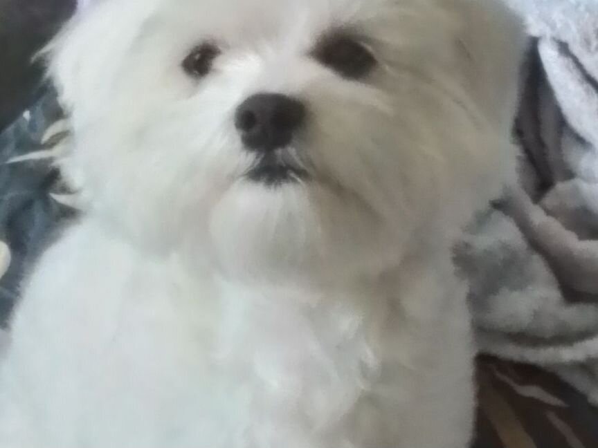 Мальтийская болонка мальчик