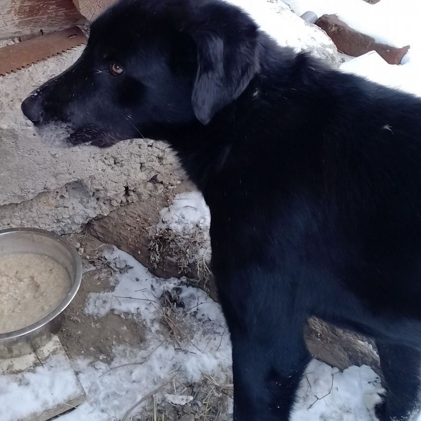 Отдам в добрые руки