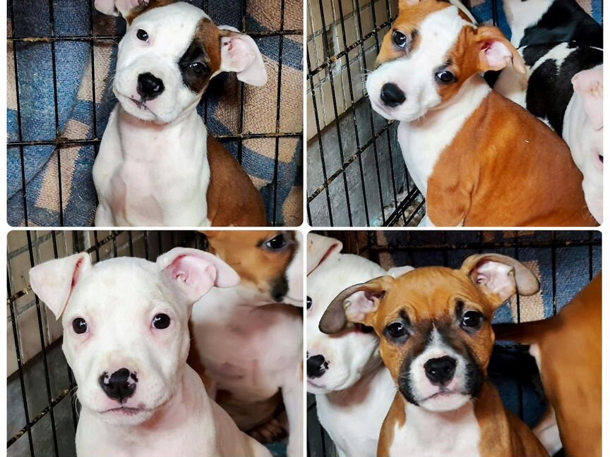 Щенки амстаффа