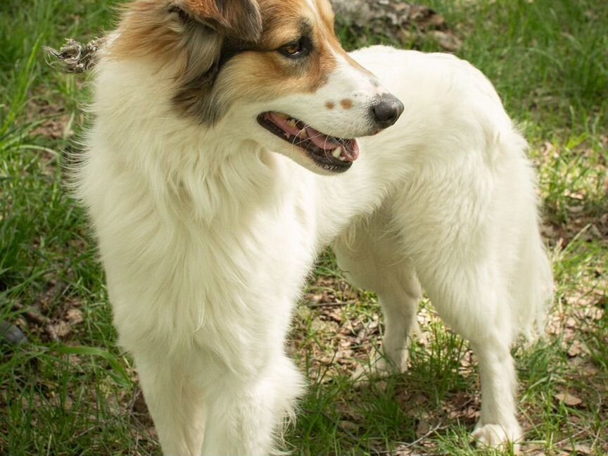 Годовалый песик в добрые руки