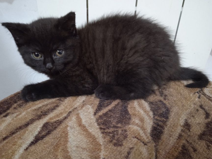 Кошечка от британского кота