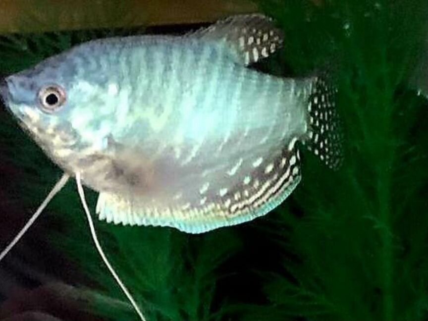 Гурами мраморный отдам