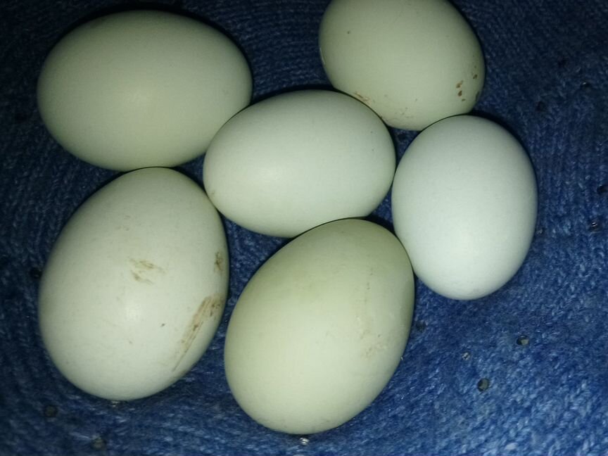 Инкубационное яйцо породистых кур