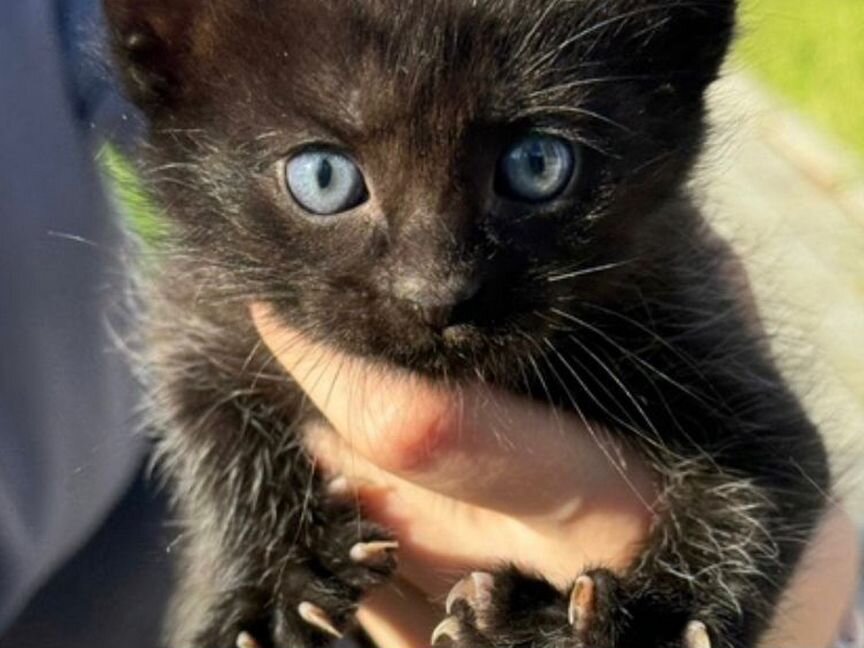 Черненькая маленькая кошечка