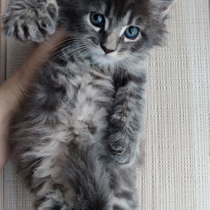 Мэйкун котята