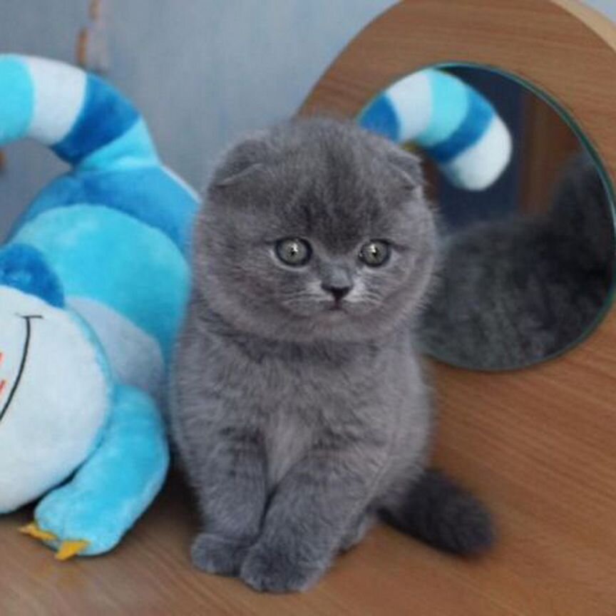 Вислоухие котята