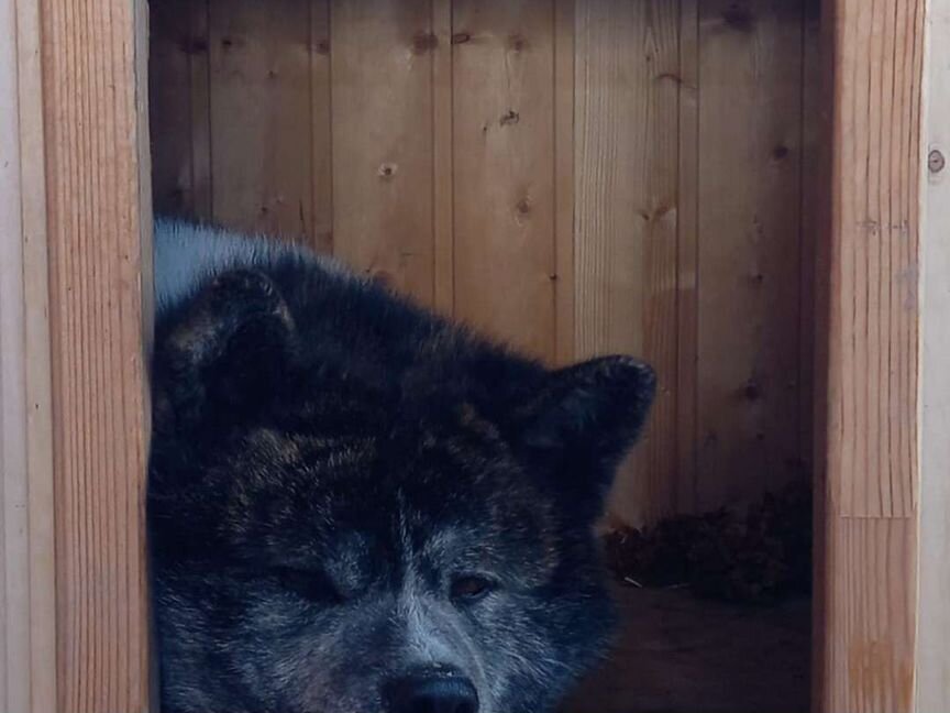 Акита ину тигровый кобель на вязку