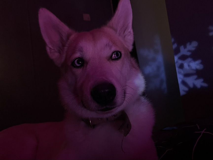 Собака в добрые руки отдам бесплатно