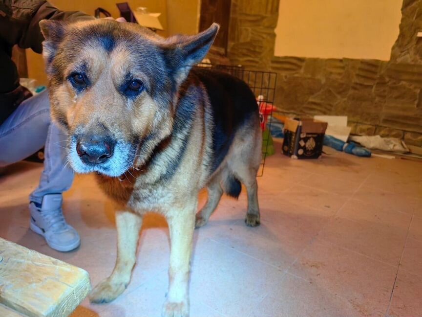 Немецкая овчарка