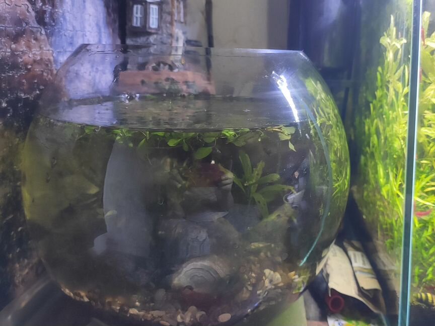 Аквариум аквариумы 5л, 10л