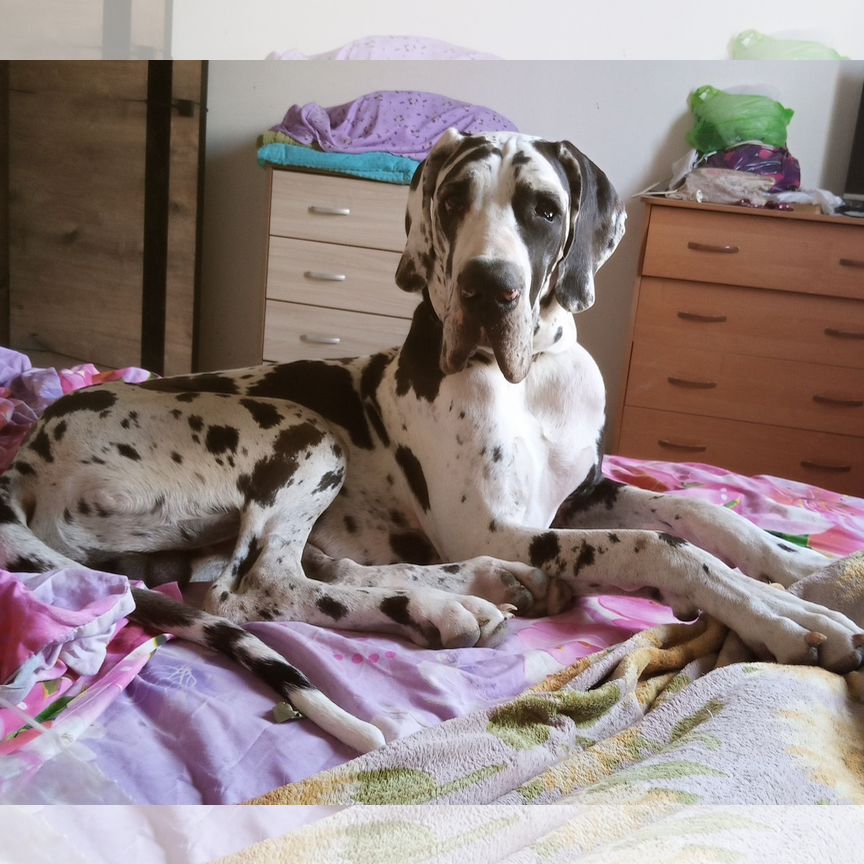 Немецкий дог