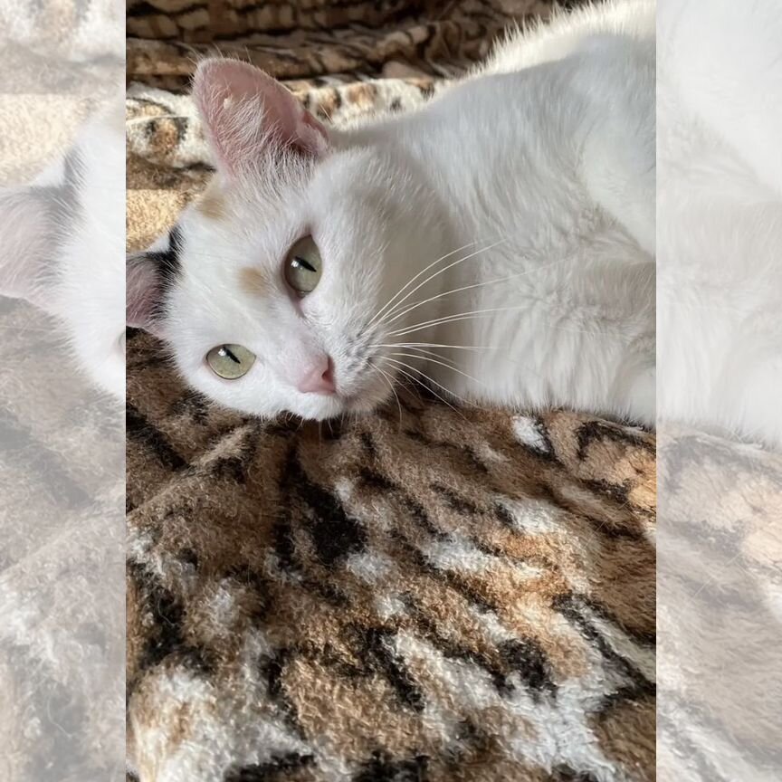 Взрослая, кошка в добрые руки