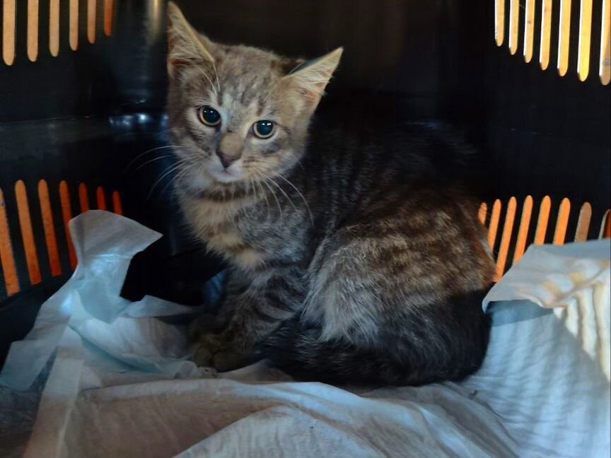 Котенку с дач нужен дом (мальчик, 3 месяца)