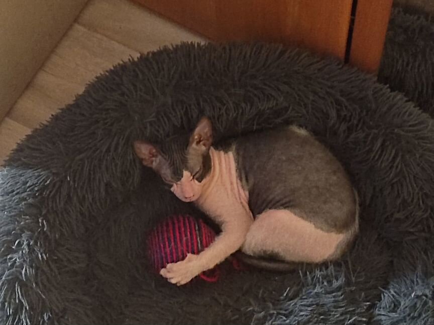 Продам сфинкса