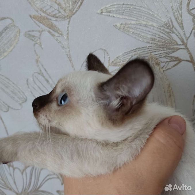 Меконгский бобтейл