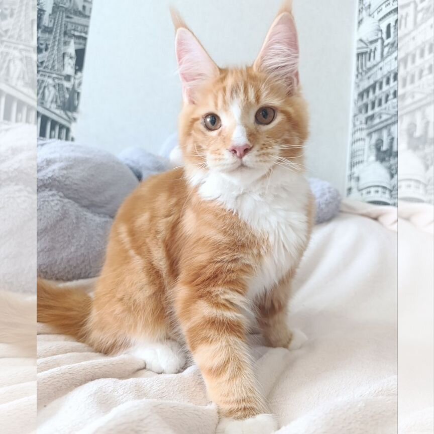 Мейн-кун котёнок
