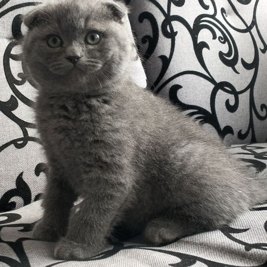 Шотландский вислоухий короткошёрстный котёнок