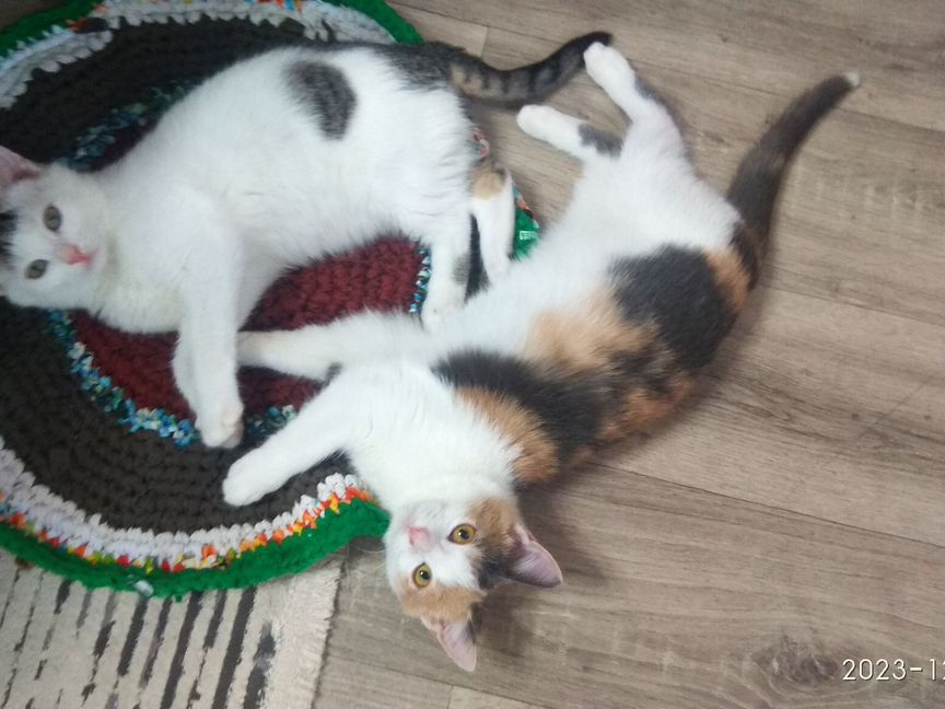 Кошачьи дети