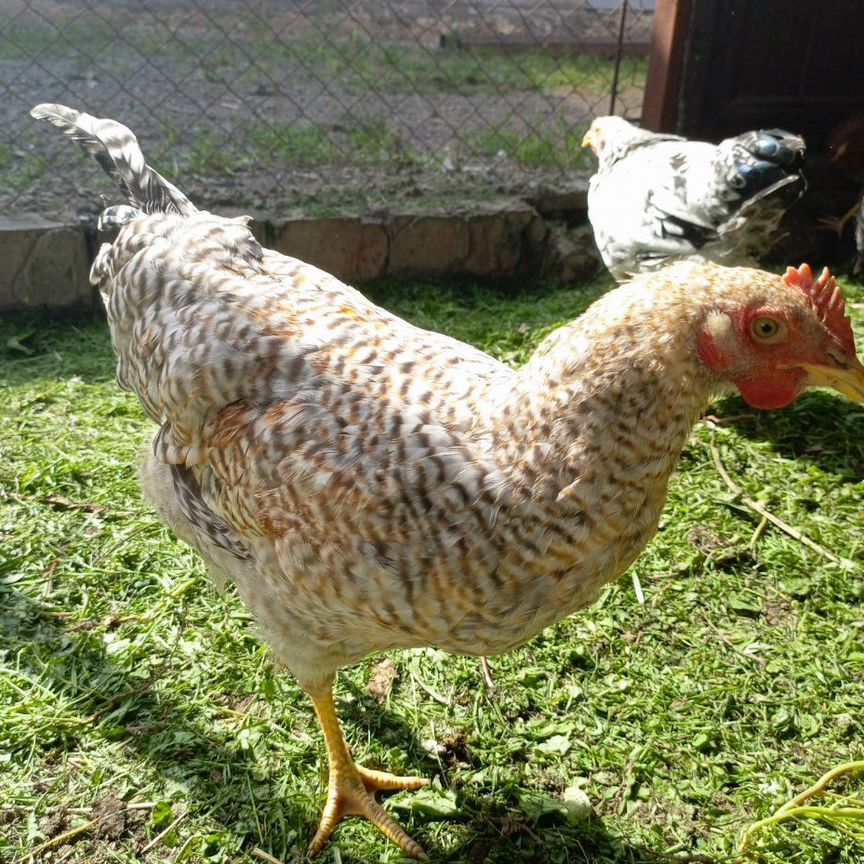 Петушки билефельдер