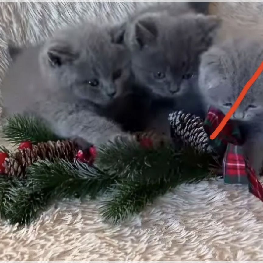 Шотландский вислоухий короткошёрстный котёнок