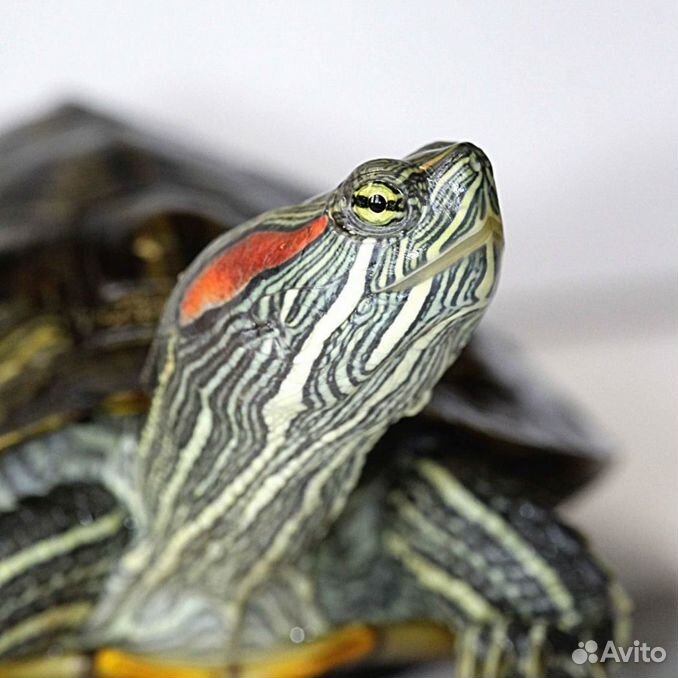 Черепашки красноухие