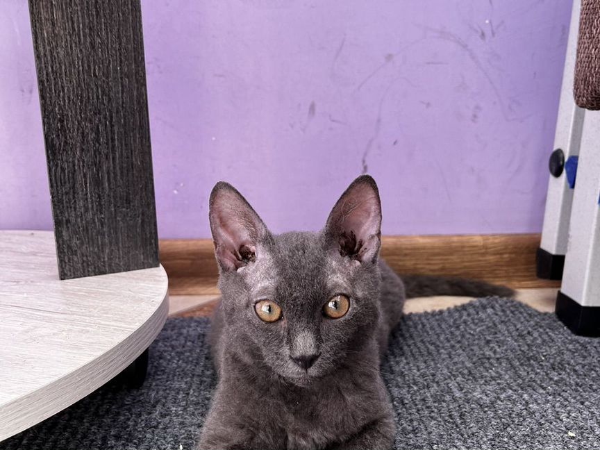 Корниш-рекс котенок