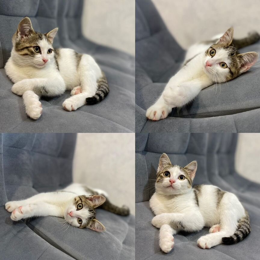 Котёнок бесплатно