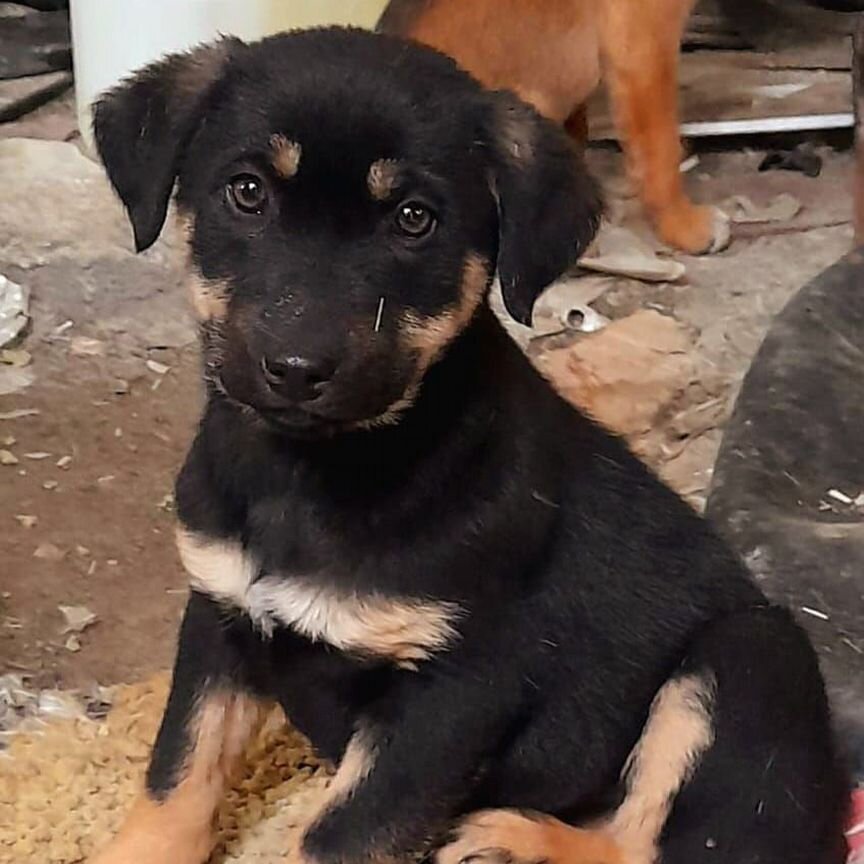 Афина щенок ищет дом