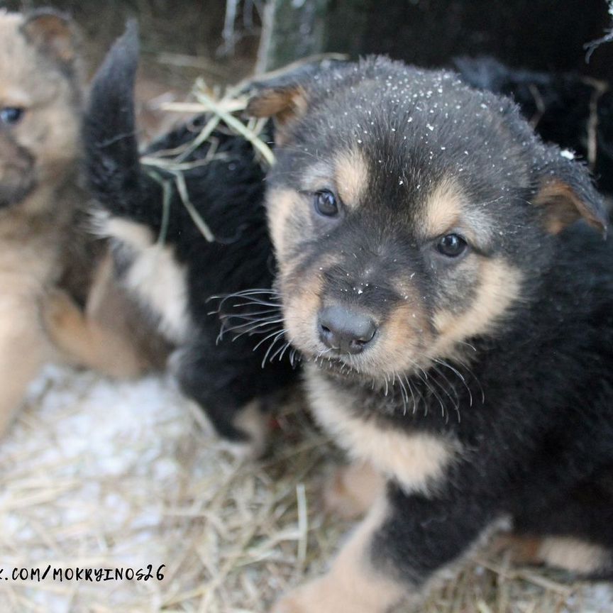 Возьмите меня к себе жить