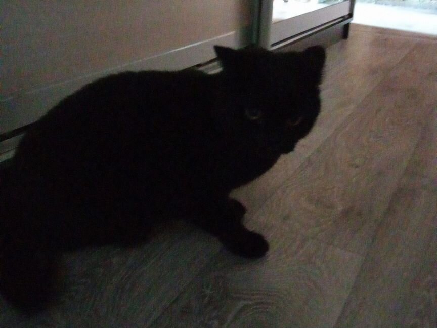 Кошка вислоухая шатланка