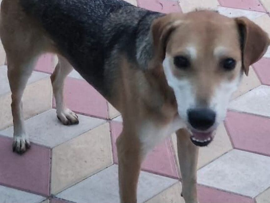 Собаки бесплатно в добрые руки