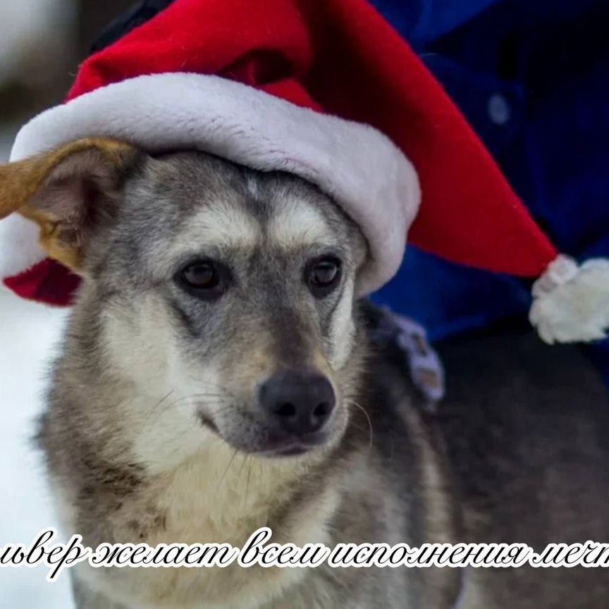 Собачка в добрые руки