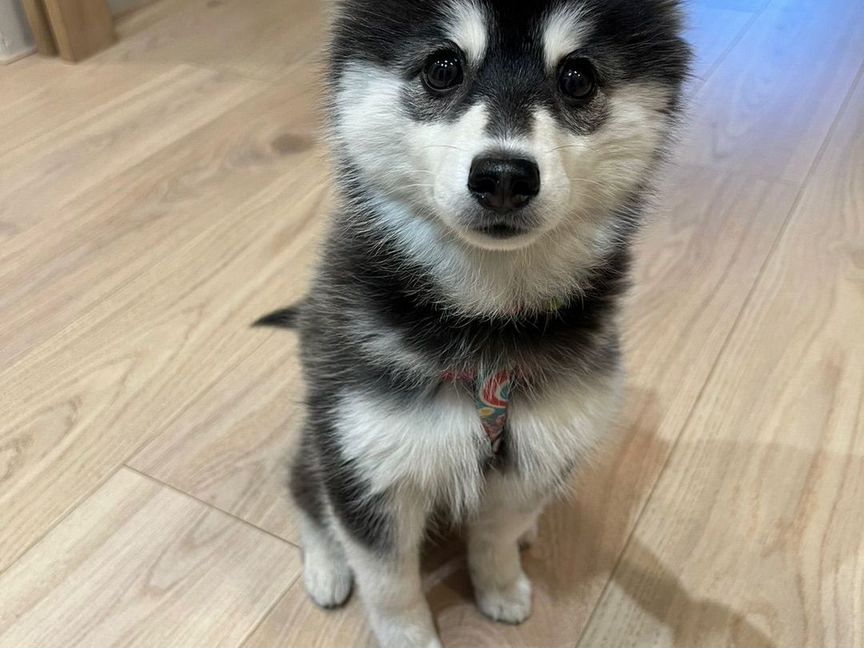 Щенок помски