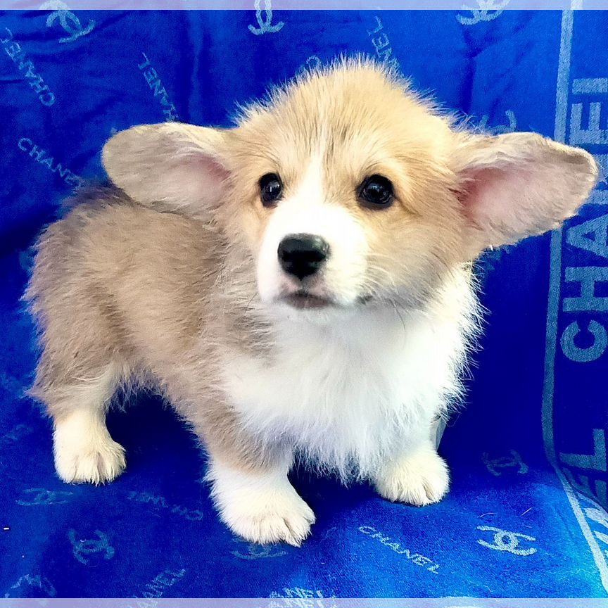 Вельш Корги Пемброк, щенок