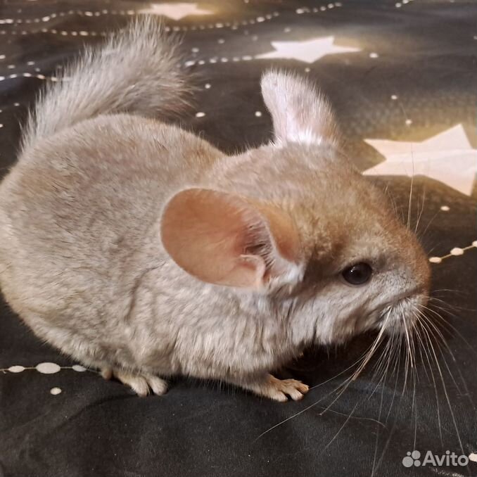Шиншилла мальчик 2,5 месяца
