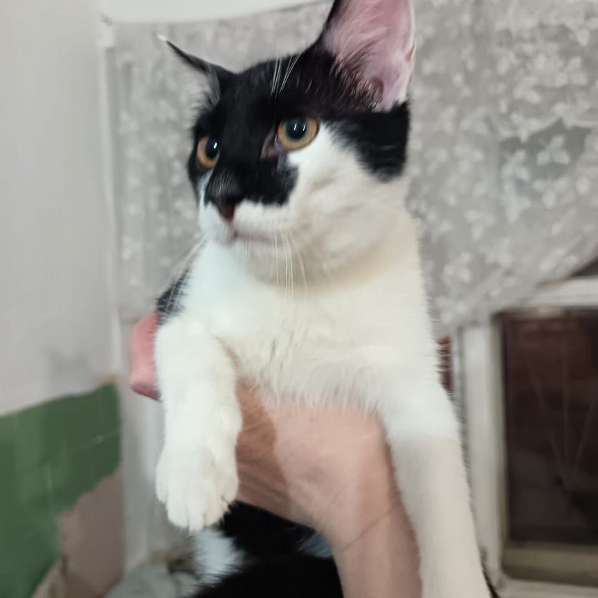 Чудного окраса котенок 3,5 месяца