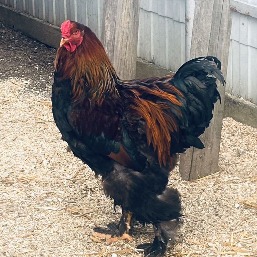 Петух Брама