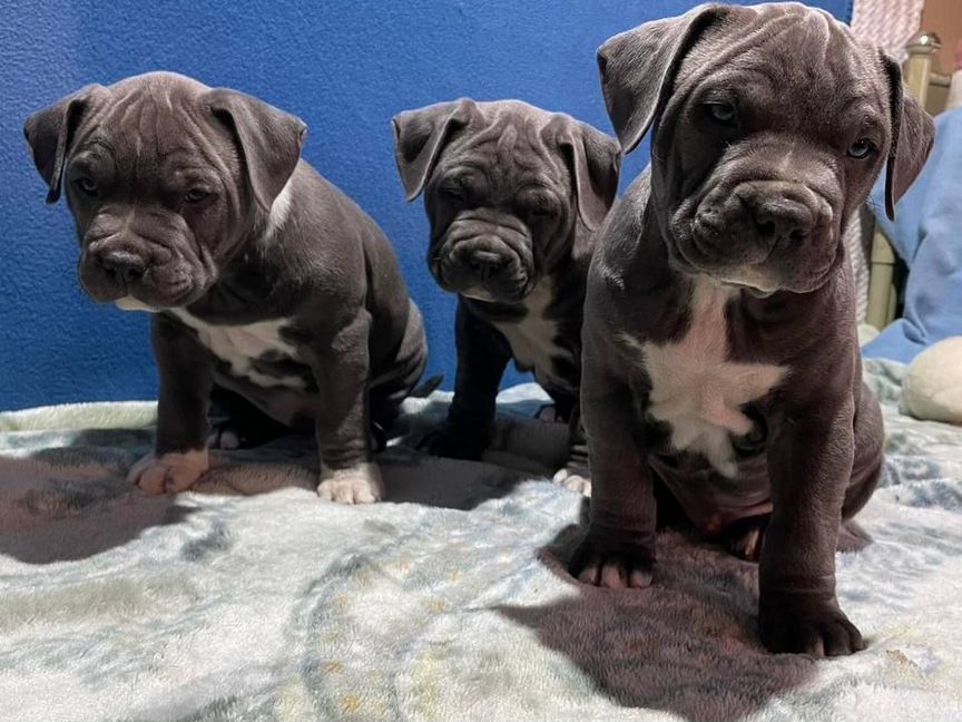 Щенки Амстафф