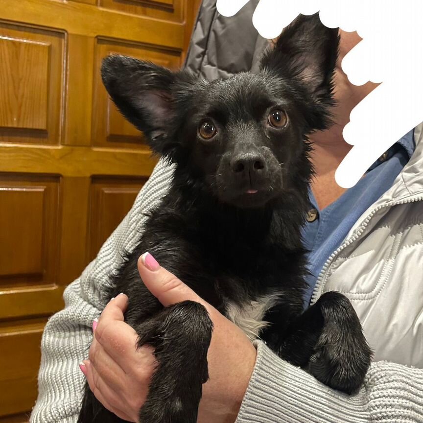 Взрослая собака в добрые руки