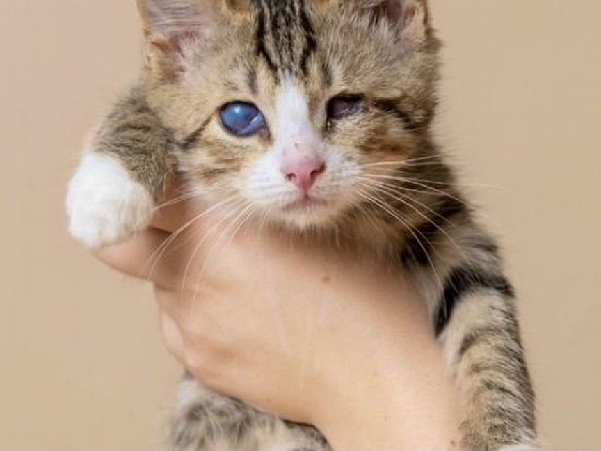 Котенок в добрые руки