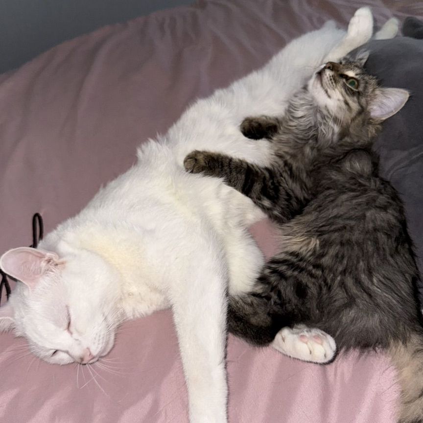 Сибирский котёнок