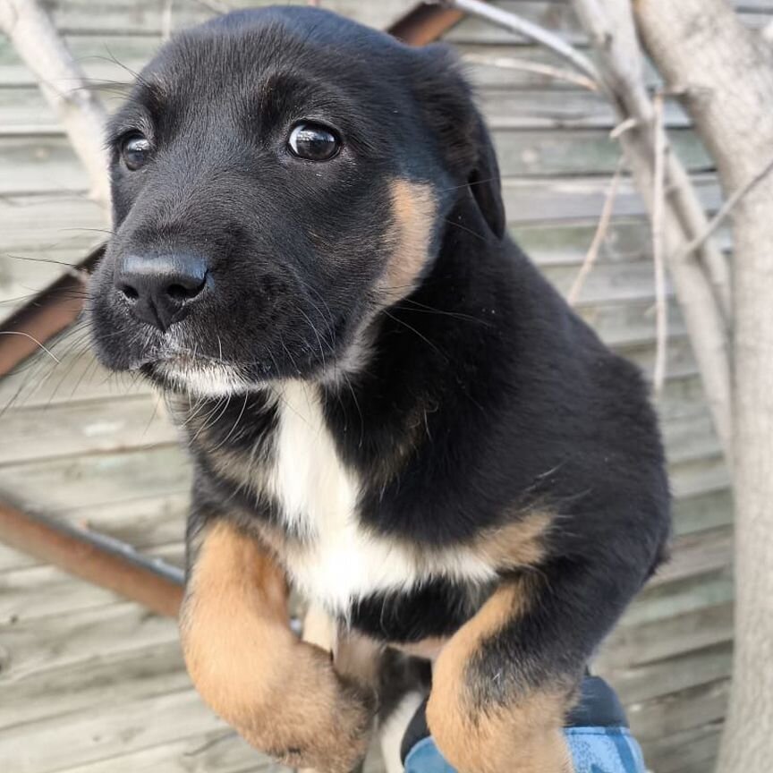 Щенок в добрые руки