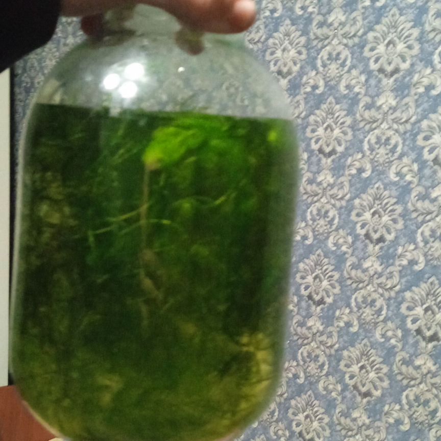 Водоросли ёлочка