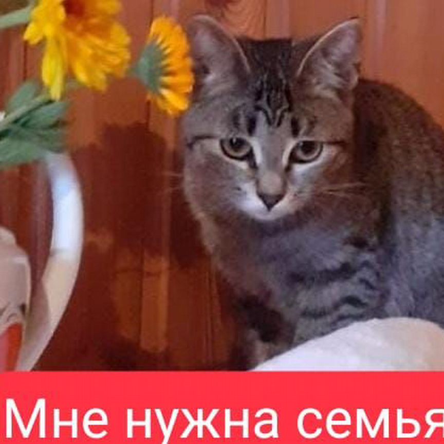 Котёнок мильва, 5 мес., привита, есть passport