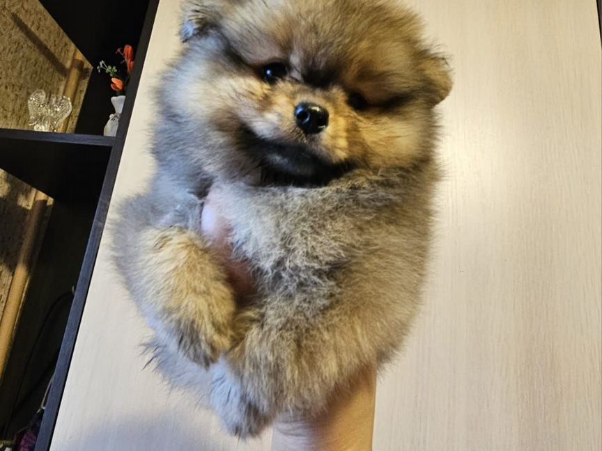 Мини померанчик