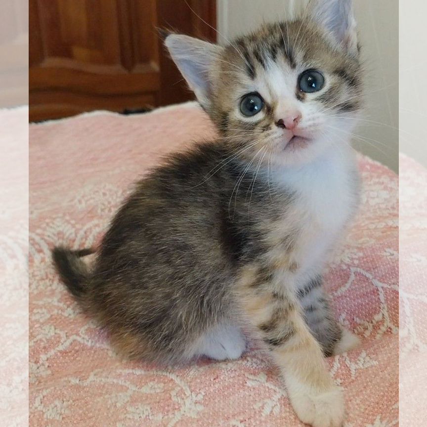 Комочек счастья (девочка, 1,5 мес.)в добрые руки