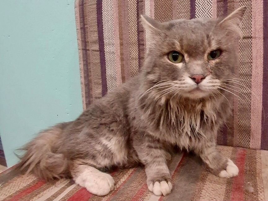 Котик Томас