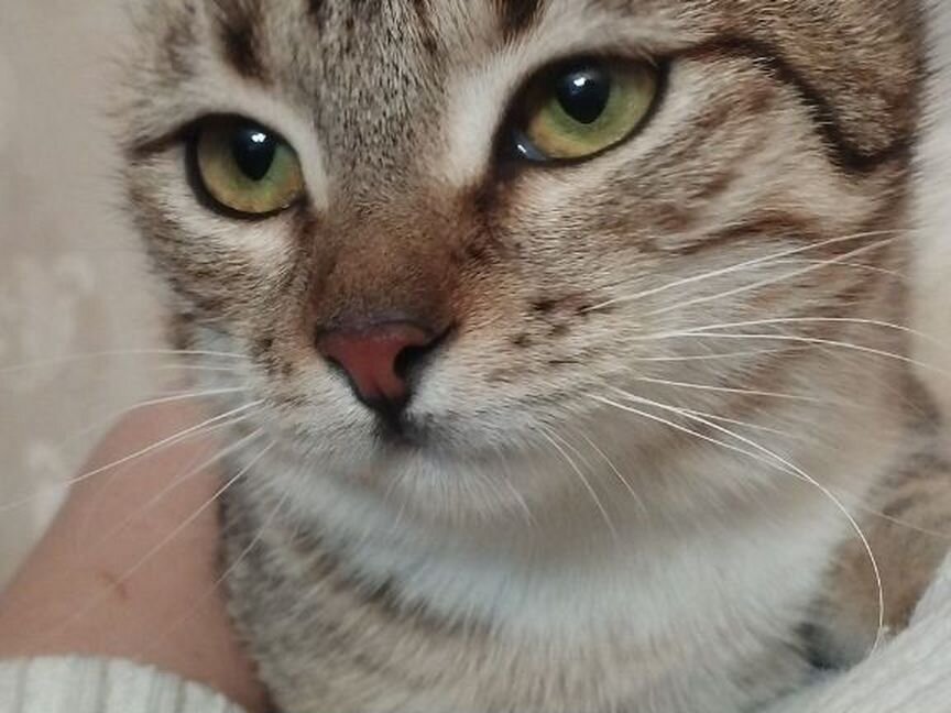 Миниатюрная кошечка