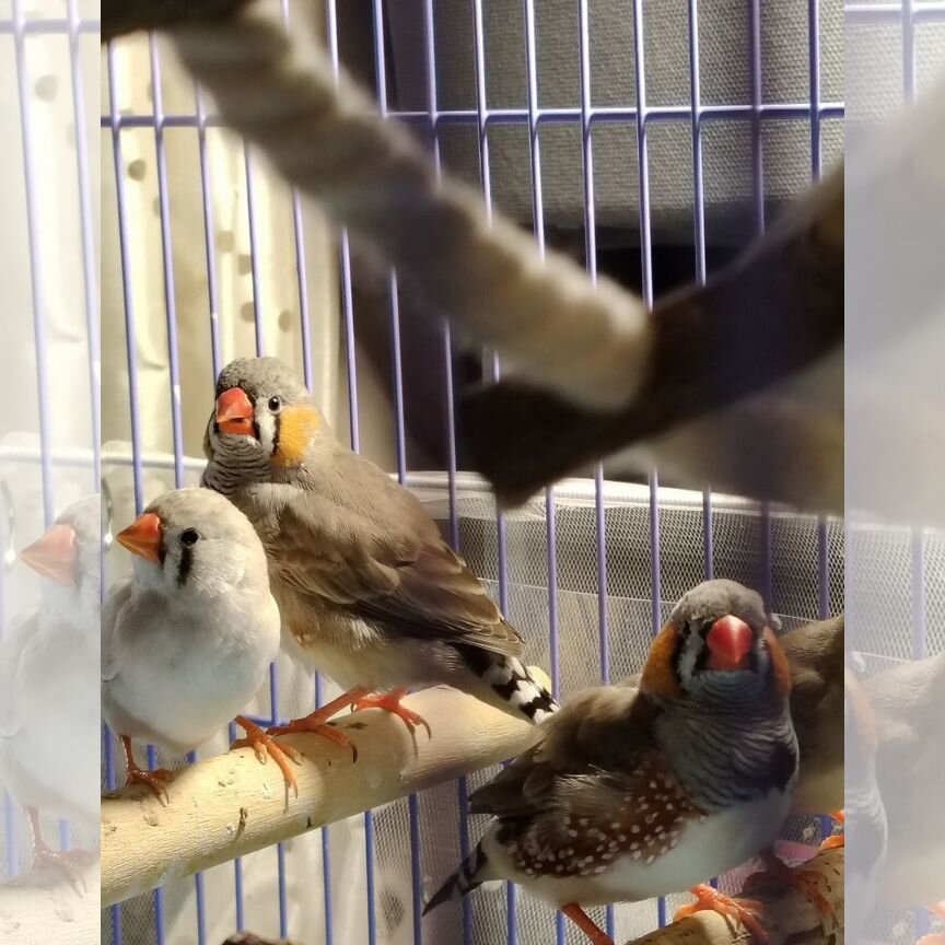 Зебровые амадины, молодняк