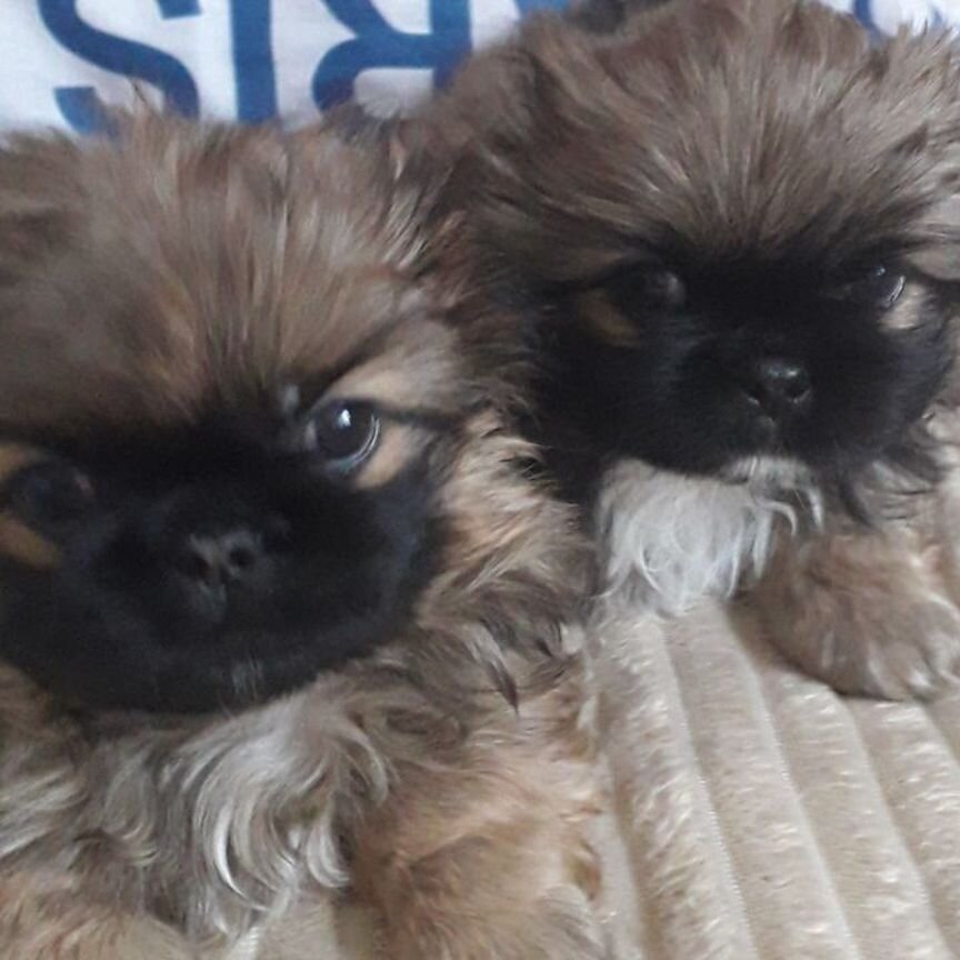 Щенки пекинеса